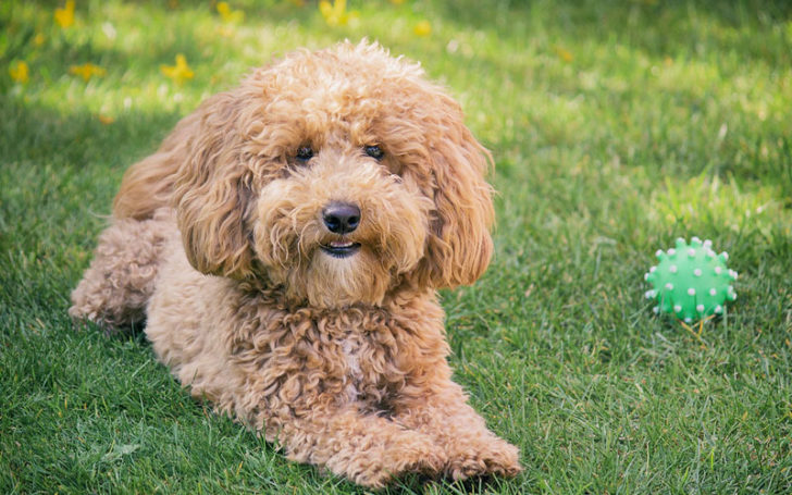 The Adorable & Playful Poochon – Breed Discussed in 14 Points – Helping ...