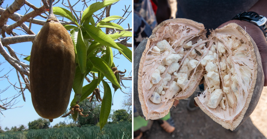 7 Facts About Baobab Fruit You Never Heard of Before