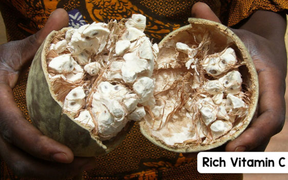 7 Facts About Baobab Fruit You Never Heard of Before