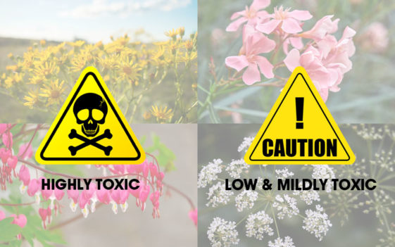 15 Poisonous Flowers That May Be Fatal (Stated By Toxicity)