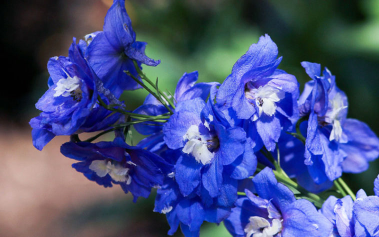 15 Poisonous Flowers That May Be Fatal (Stated By Toxicity)