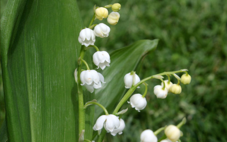 15 Poisonous Flowers That May Be Fatal (Stated By Toxicity)