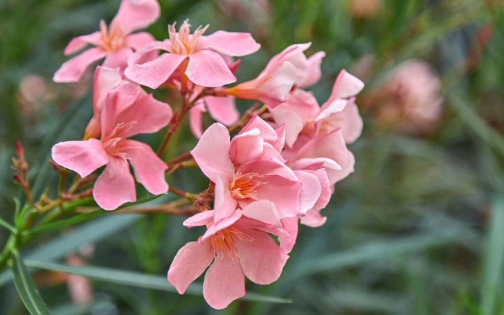 15 Poisonous Flowers That May Be Fatal (Stated By Toxicity)