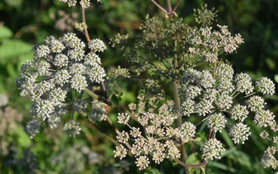 15 Poisonous Flowers That May Be Fatal (Stated By Toxicity)