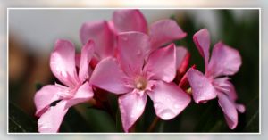 15 Poisonous Flowers That May Be Fatal (Stated By Toxicity)