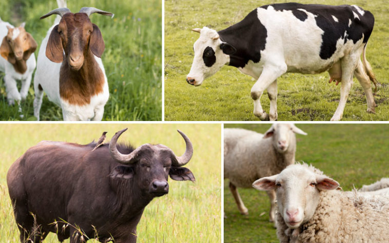 15 Types of cheese You Must “Cheese Down” Your Stomach – Helping ...