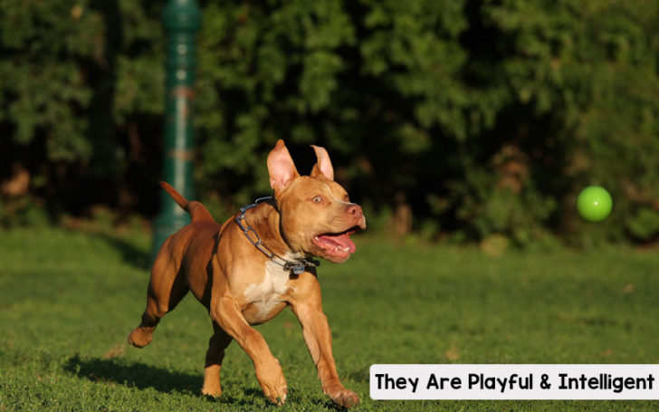 15 Points To Decide If Red Nose Pitbull Is A Good Pet Or Not