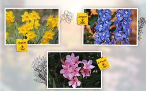 15 Poisonous Flowers That May Be Fatal (Stated By Toxicity)