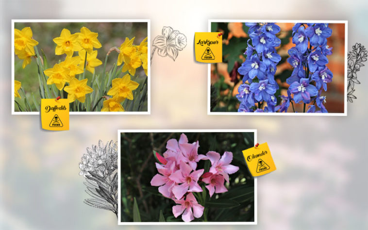 15 Poisonous Flowers That May Be Fatal (Stated By Toxicity)