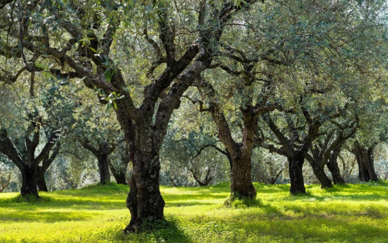 5 Facts About Olive Wood You Didn’t Know Before