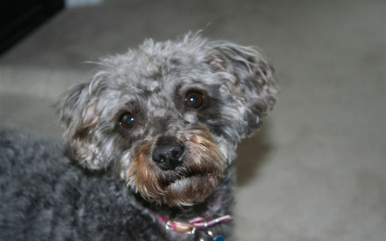 7 Can't-Miss Schnoodle Facts You Must Know Before Purchasing