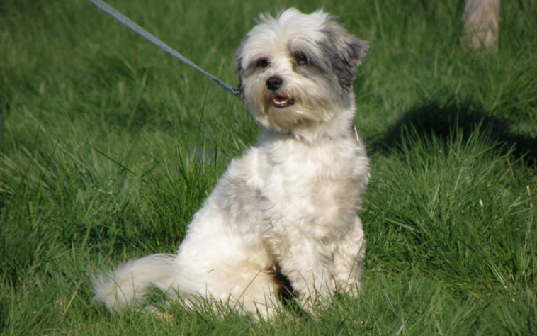 7 Can't-Miss Schnoodle Facts You Must Know Before Purchasing