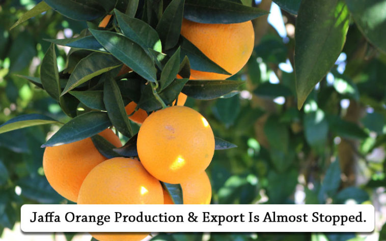 10 Delicately Tastiest Types Of Oranges You Can Eat Without Worrying ...