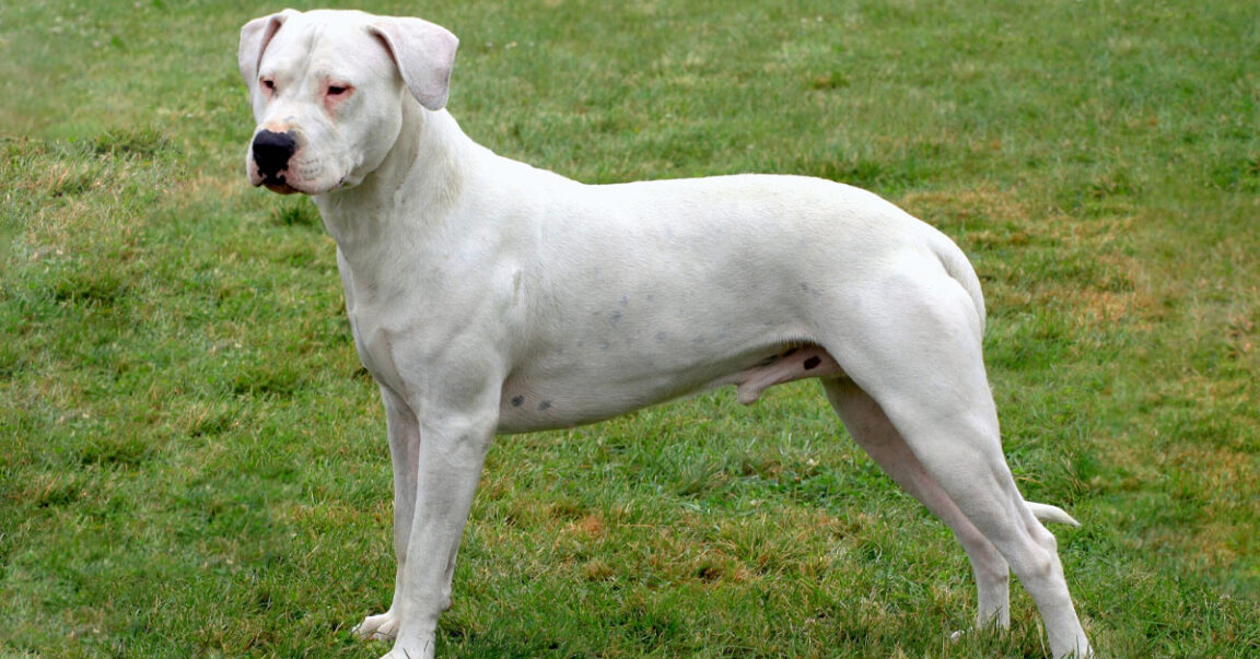 10 Things To Know Before You Keep A Dogo Argentino