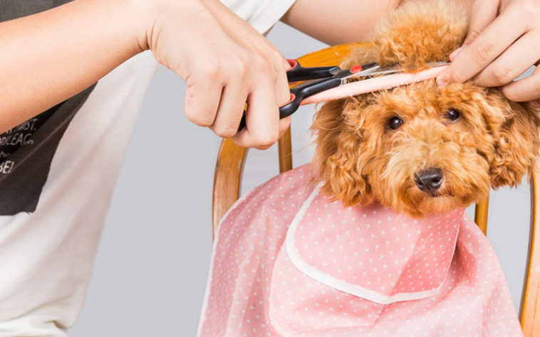 6 Spoodle Facts That'll Make You An Expert On The Breed