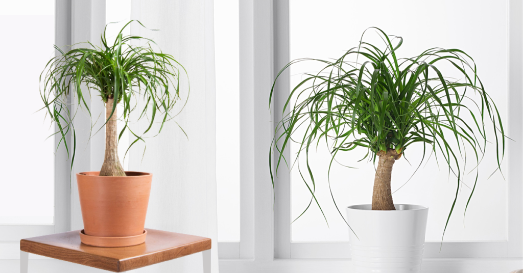 How to Do the Best Ponytail Palm Care (Guide That Matters)