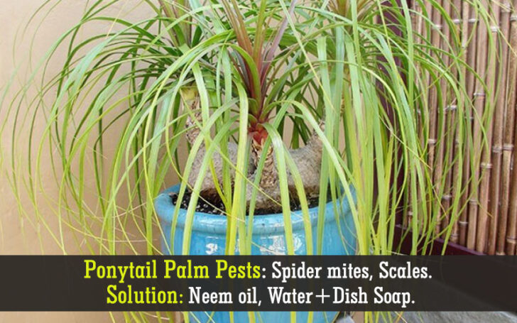 How to Do the Best Ponytail Palm Care (Guide That Matters)