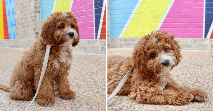 6 Spoodle Facts That'll Make You An Expert On The Breed