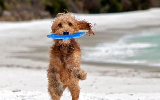 6 Spoodle Facts That'll Make You An Expert On The Breed