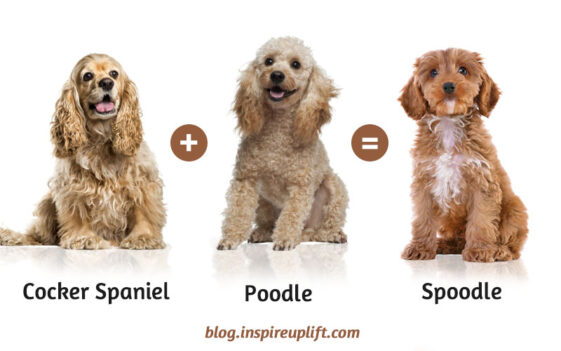 6 Spoodle Facts That'll Make You An Expert On The Breed
