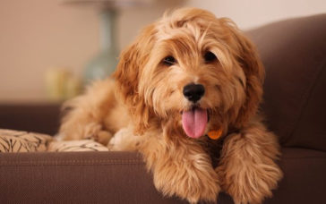 6 Spoodle Facts That'll Make You An Expert On The Breed