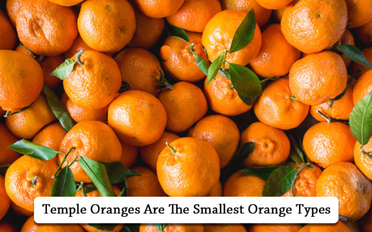 10 Delicately Tastiest Types Of Oranges You Can Eat Without Worrying ...