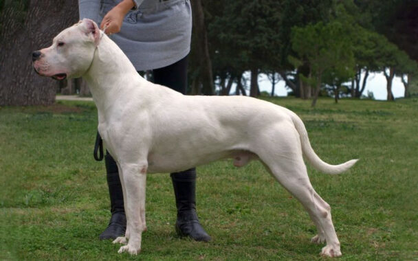 10 Things To Know Before You Keep A Dogo Argentino