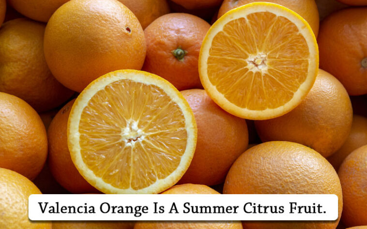 10 Delicately Tastiest Types Of Oranges You Can Eat Without Worrying ...