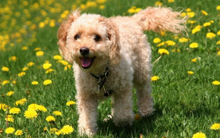 6 Spoodle Facts That'll Make You An Expert On The Breed