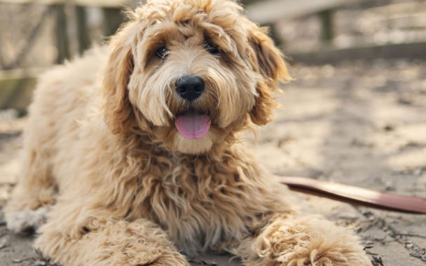6 Spoodle Facts That'll Make You An Expert On The Breed