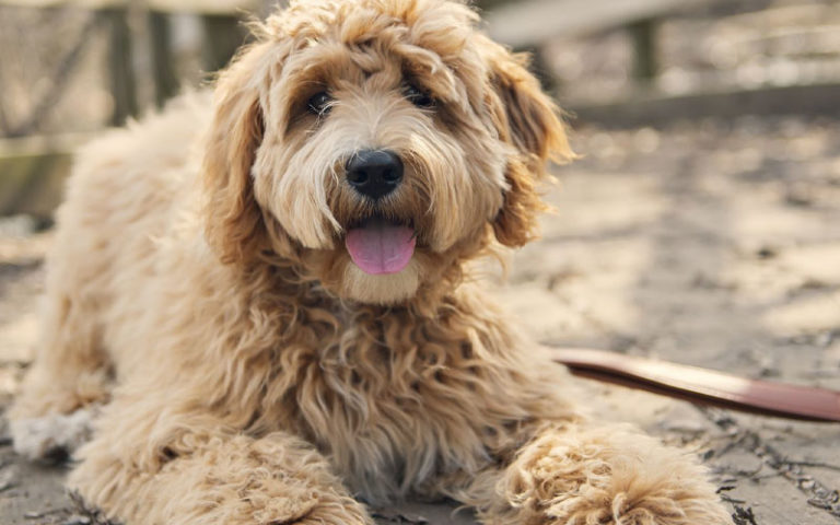 6 Spoodle Facts That'll Make You An Expert On The Breed
