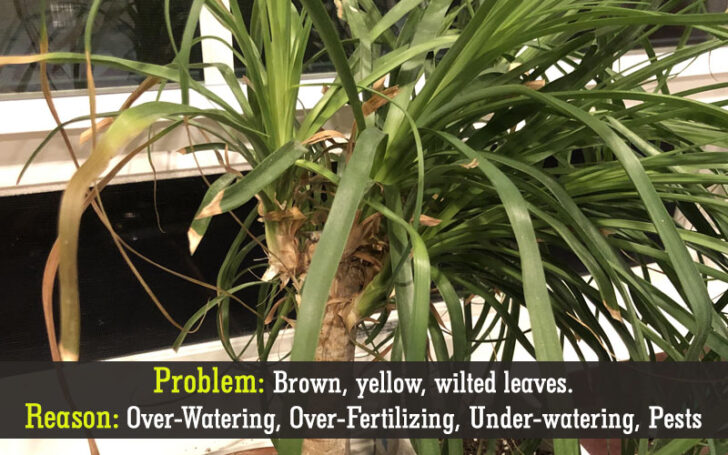 How to Do the Best Ponytail Palm Care (Guide That Matters)