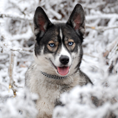 All About Azurian Husky, White Husky, And Isabella Husky