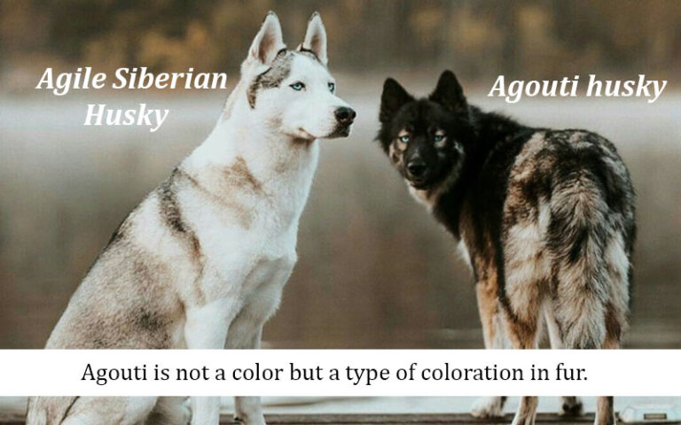 Agouti Husky – The Wolf-Like Dog for Adoption – Helping & Useful stories
