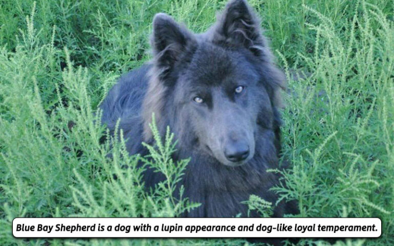 10 Must-Consider Things before Adopting BlueBay Shepherd Dog