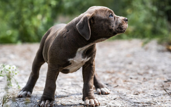 Are Pitbull Puppies Naturally Aggressive? All About APBT