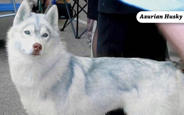 18 Types of Huskies | Complete Breed Guide, Info & Pictures – Helping ...