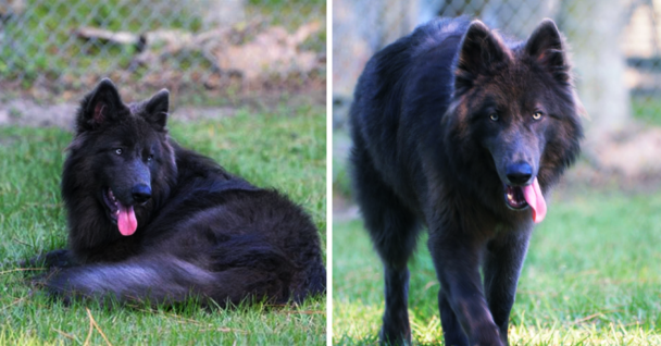 10 Must-Consider Things before Adopting BlueBay Shepherd Dog