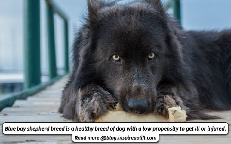 Rare Blue Bay Shepherd - Cost, Temperament, and Sale Guide