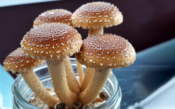 Chestnut Mushroom Guide | Appearance, Taste, and Cultivation