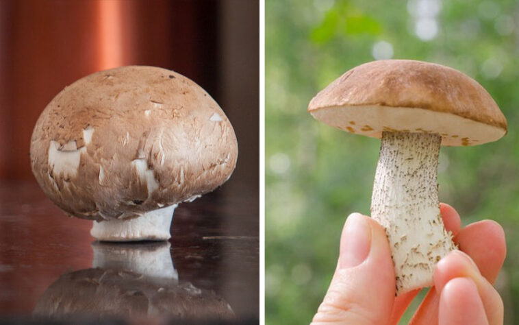 Chestnut Mushroom Guide | Appearance, Taste, and Cultivation