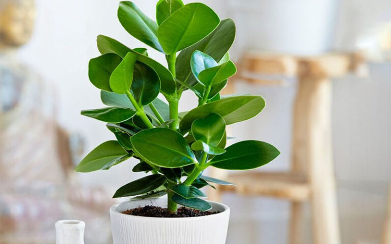 Clusia Rosea Guide For Growth, Care, Propagation, Toxicity