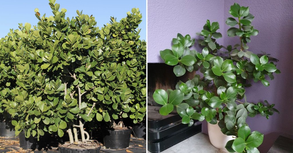 Clusia Rosea Guide For Growth, Care, Propagation, Toxicity