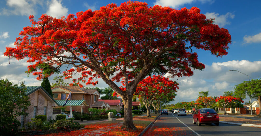 Flamboyant Tree - Definition, Growth, Symbolism & Benefits