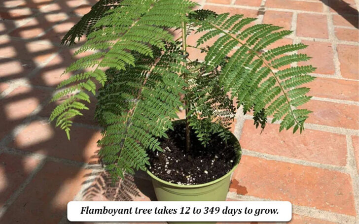 Flamboyant Tree - Definition, Growth, Symbolism & Benefits