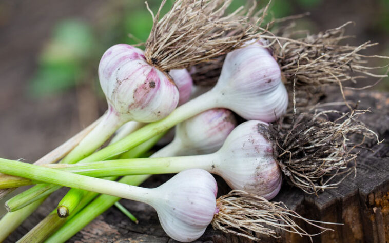 8 Green Onion Substitute for a Similar Flavor in Your Dish | Quantity ...