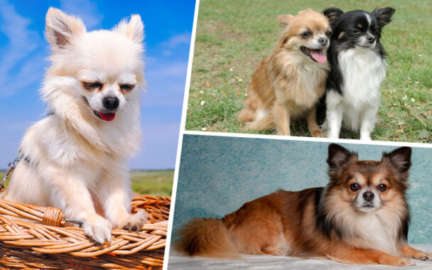Should You Buy Long Haired Chihuahua? Guide with Conclusion
