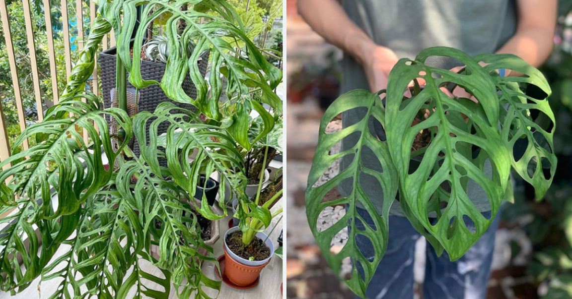 Perfect 8 Tips For Monstera Epipremnoides (Esqueleto) Care