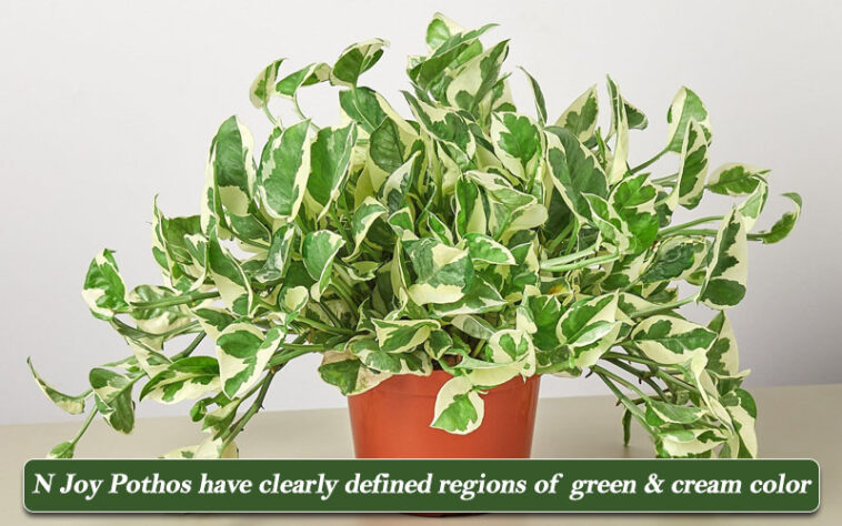 Here Are 11 Pothos Varieties That Needs To Be In Your House
