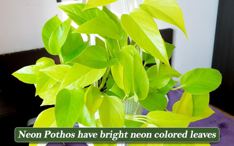 Here Are 11 Pothos Varieties That Needs To Be In Your House